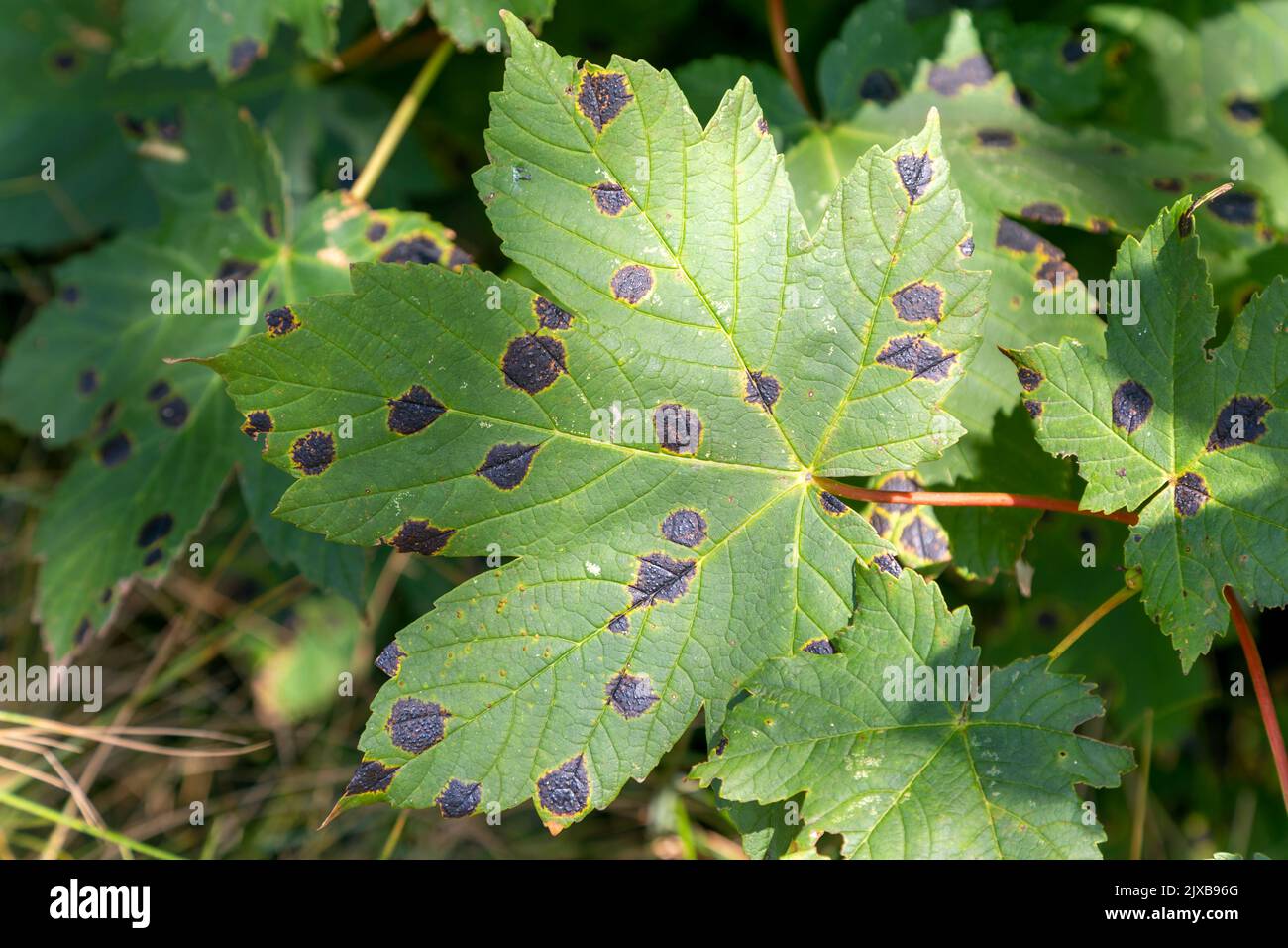 Tarspot or tar spot leaf disease Rhytisma acerinum fungus leaves ...