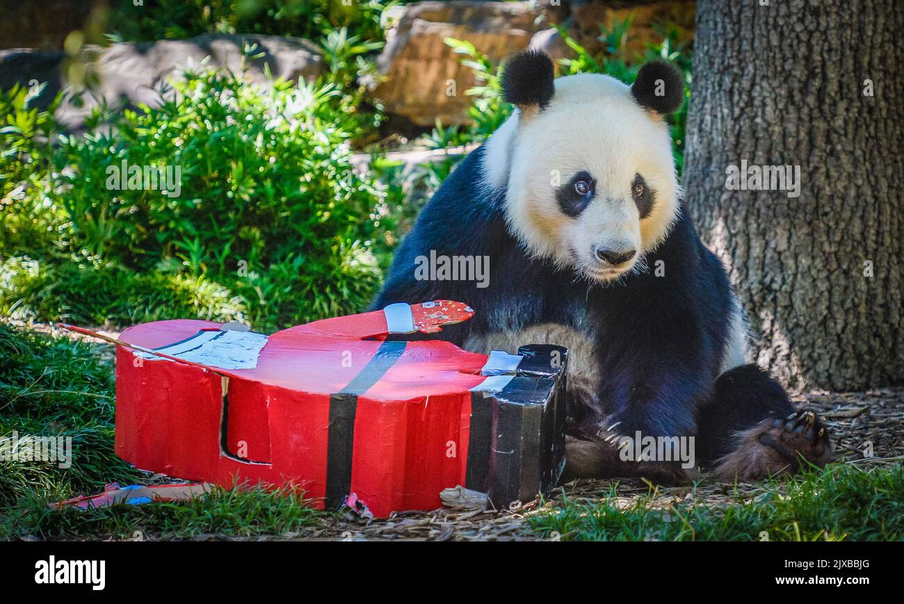Male Panda, Wang Wang receives festive treats at the Adelaide Zoo in ...