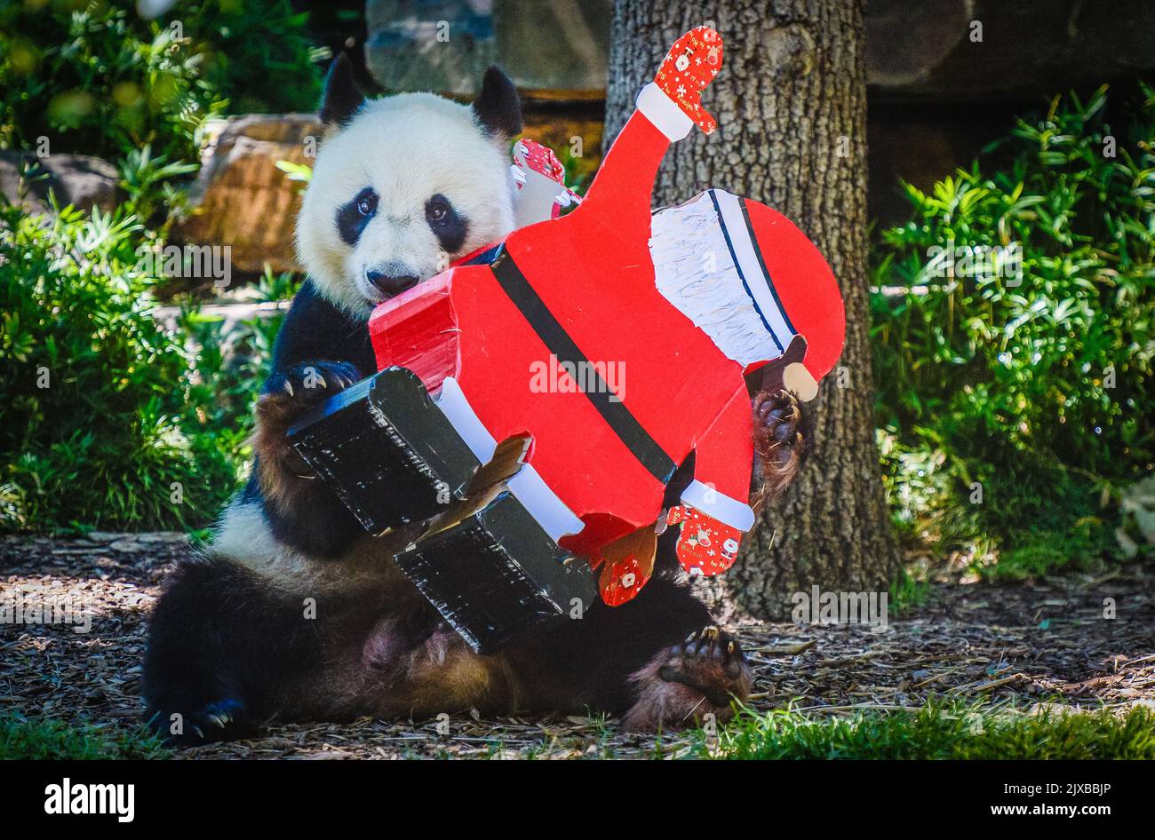 Male Panda, Wang Wang receives festive treats at the Adelaide Zoo in ...