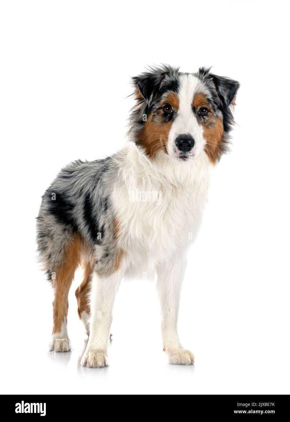 australian shepherd in front of white background Stock Photo - Alamy