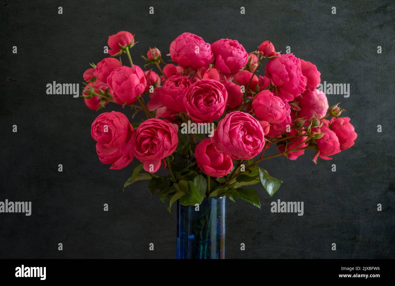 Rose pomponella hi-res stock photography and images - Alamy