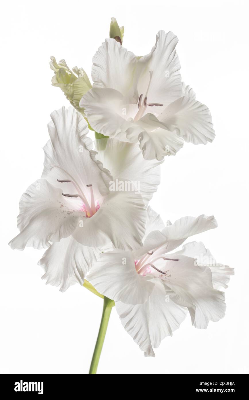 Delicate white Gladiolus flower isolated on white background Stock ...