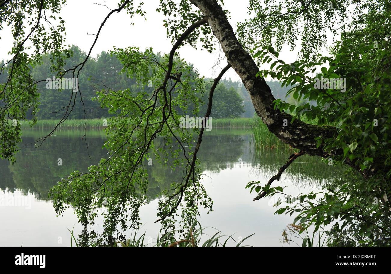 Birch near lake Stock Photo - Alamy