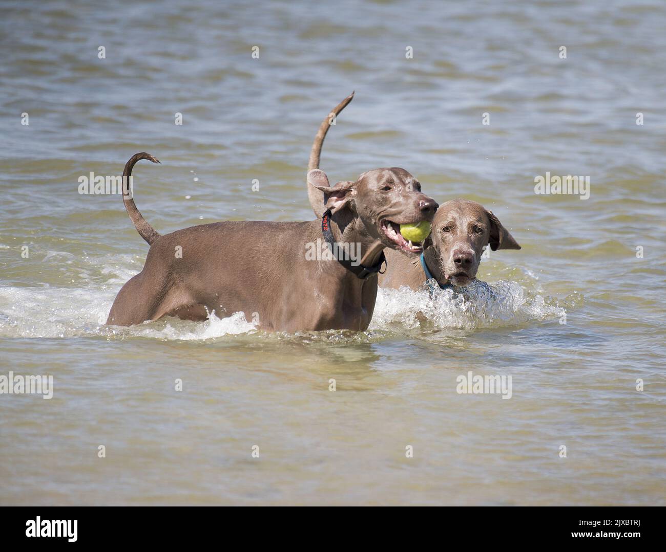 Dogs are seen in the water at Port Melbourne beach in Melbourne ...