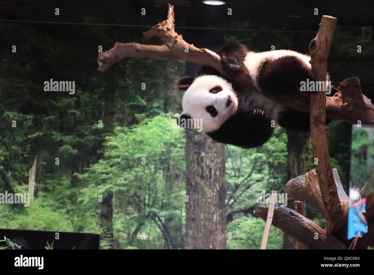 Giant panda Xiao Xiao is seen at the Ueno Zoo on August 26, 2022 in ...