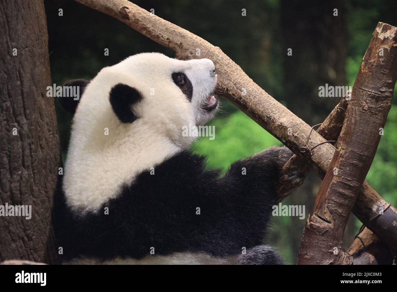 Giant panda Xiao Xiao is seen at the Ueno Zoo on August 26, 2022 in ...