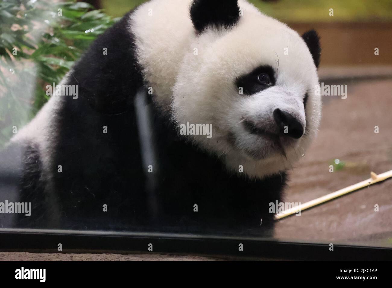 Giant panda Xiao Xiao is seen at the Ueno Zoo on August 26, 2022 in ...