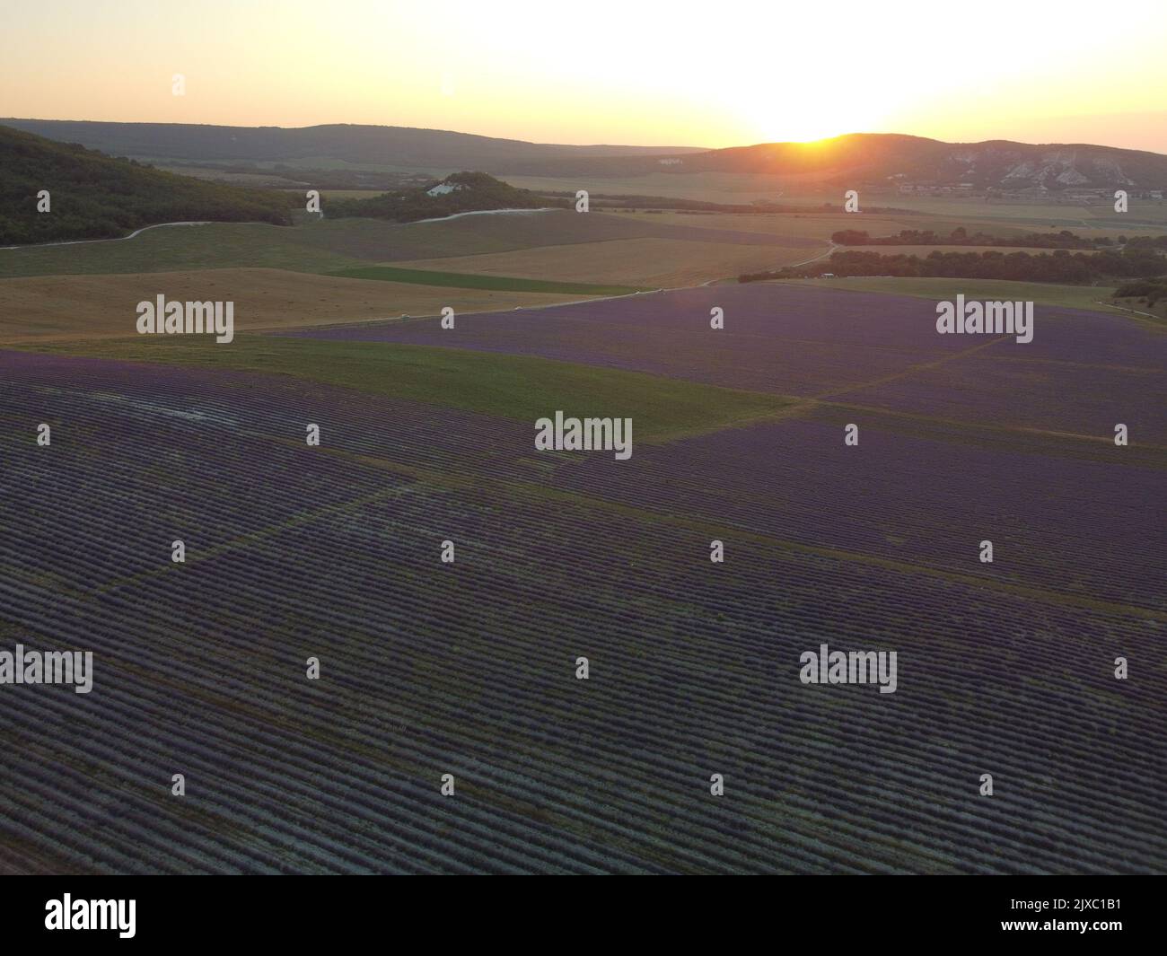 Lavender scented fields in endless rows with blooming flowers aerial ...