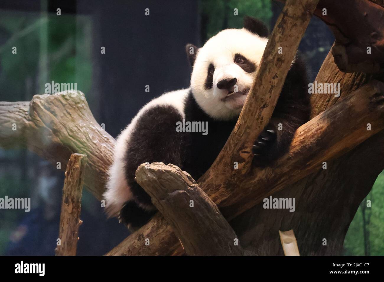 Giant panda Xiao Xiao is seen at the Ueno Zoo on August 26, 2022 in ...