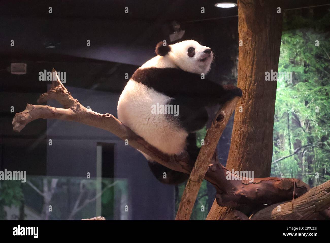 Giant panda Lei Lei is seen at the Ueno Zoo on August 26, 2022 in Tokyo ...