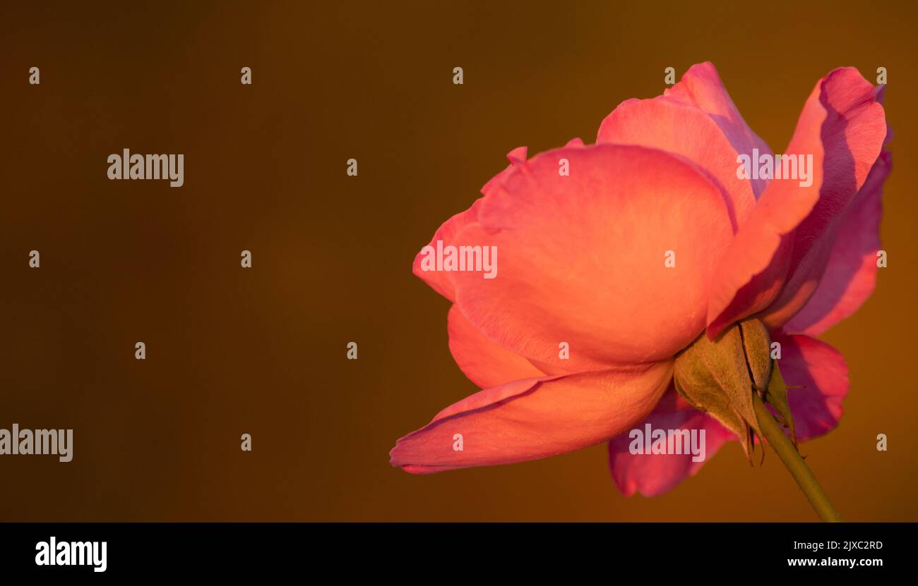 Pink rose flower on a pink background. Bright natural background Stock ...