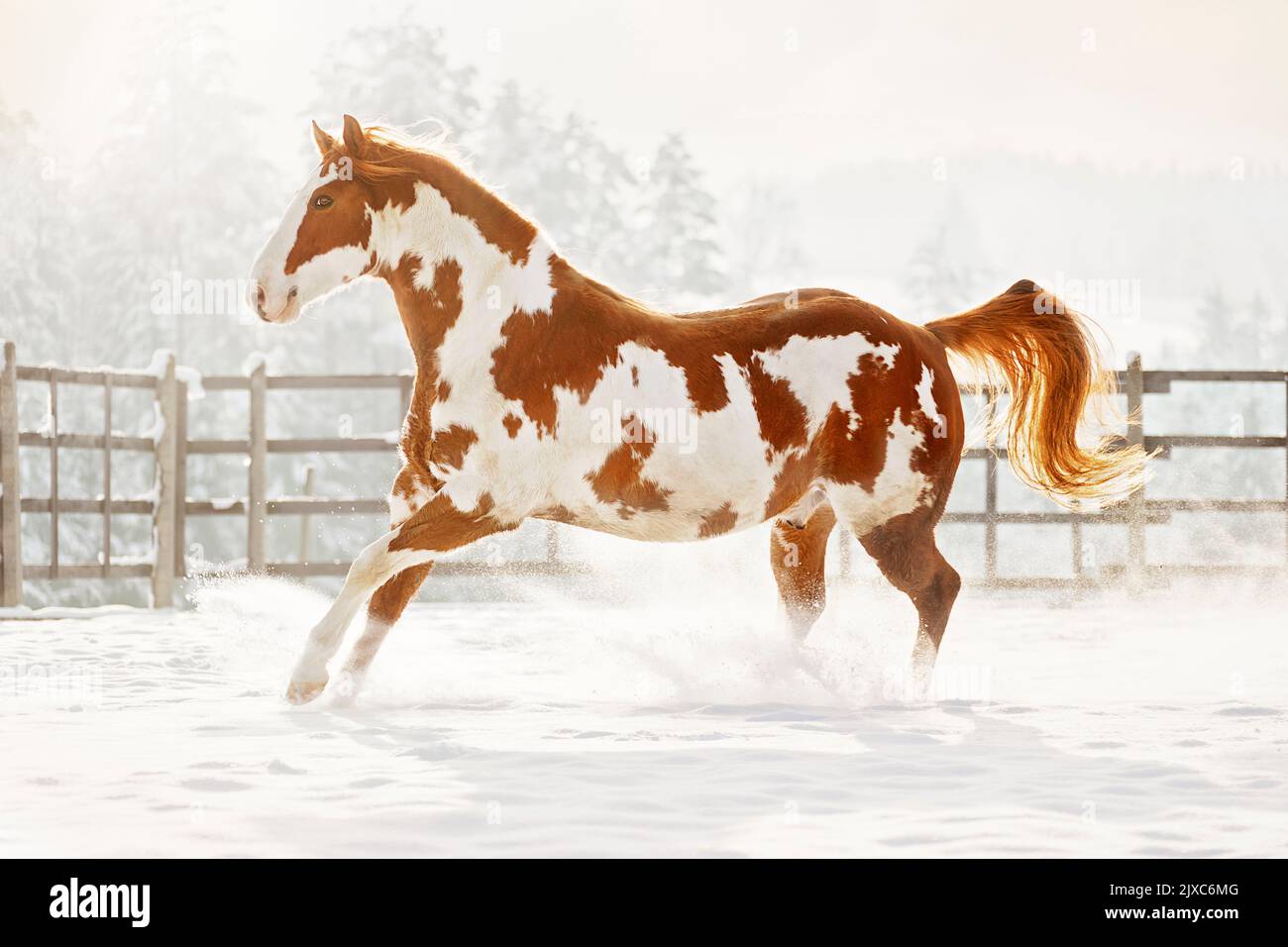 American Paint Horse. Mare (Overo) galloping on a snowy pasture Germany ...