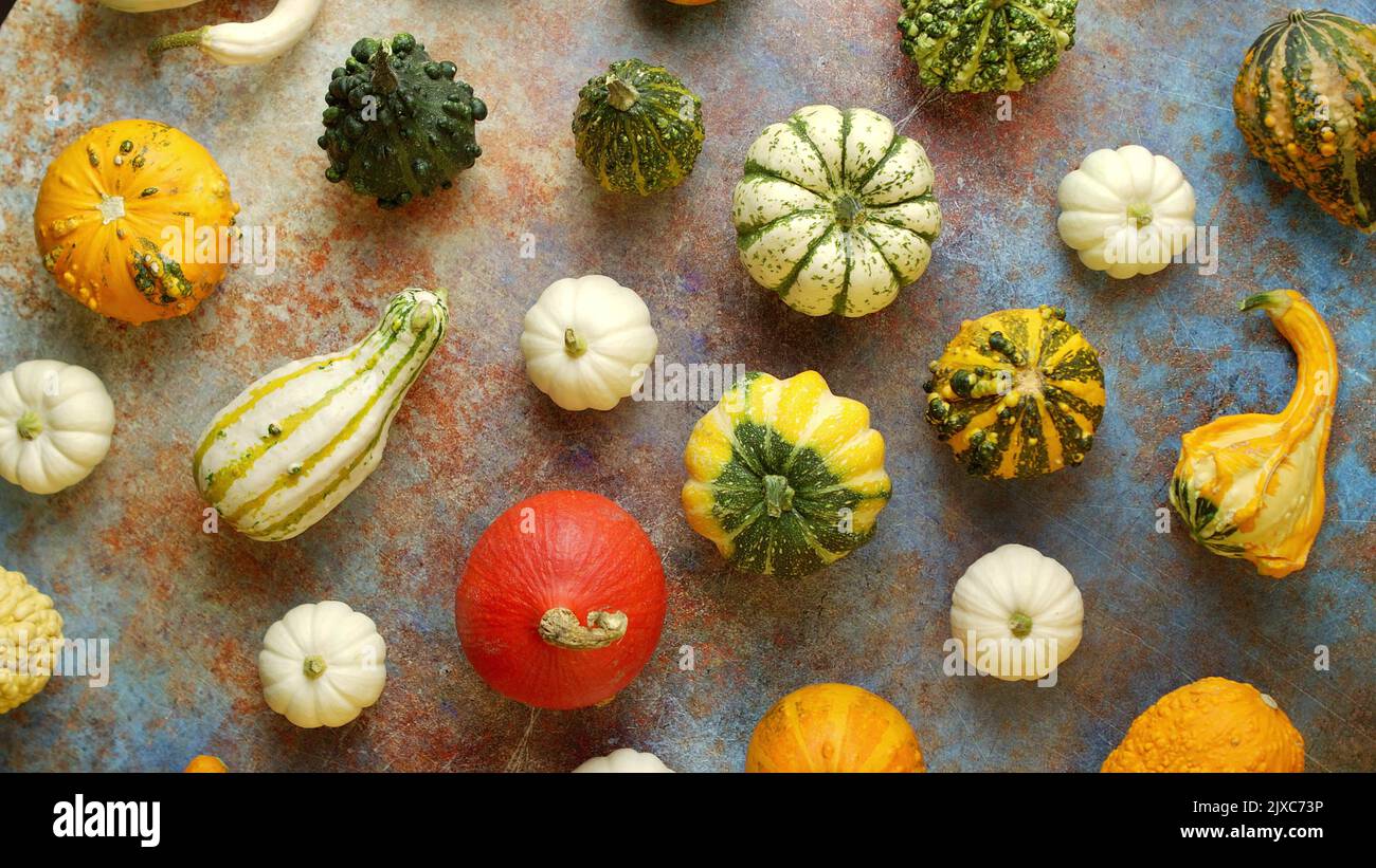 Colorful mini pumpkins on rusty background. Fall background. Halloween ...