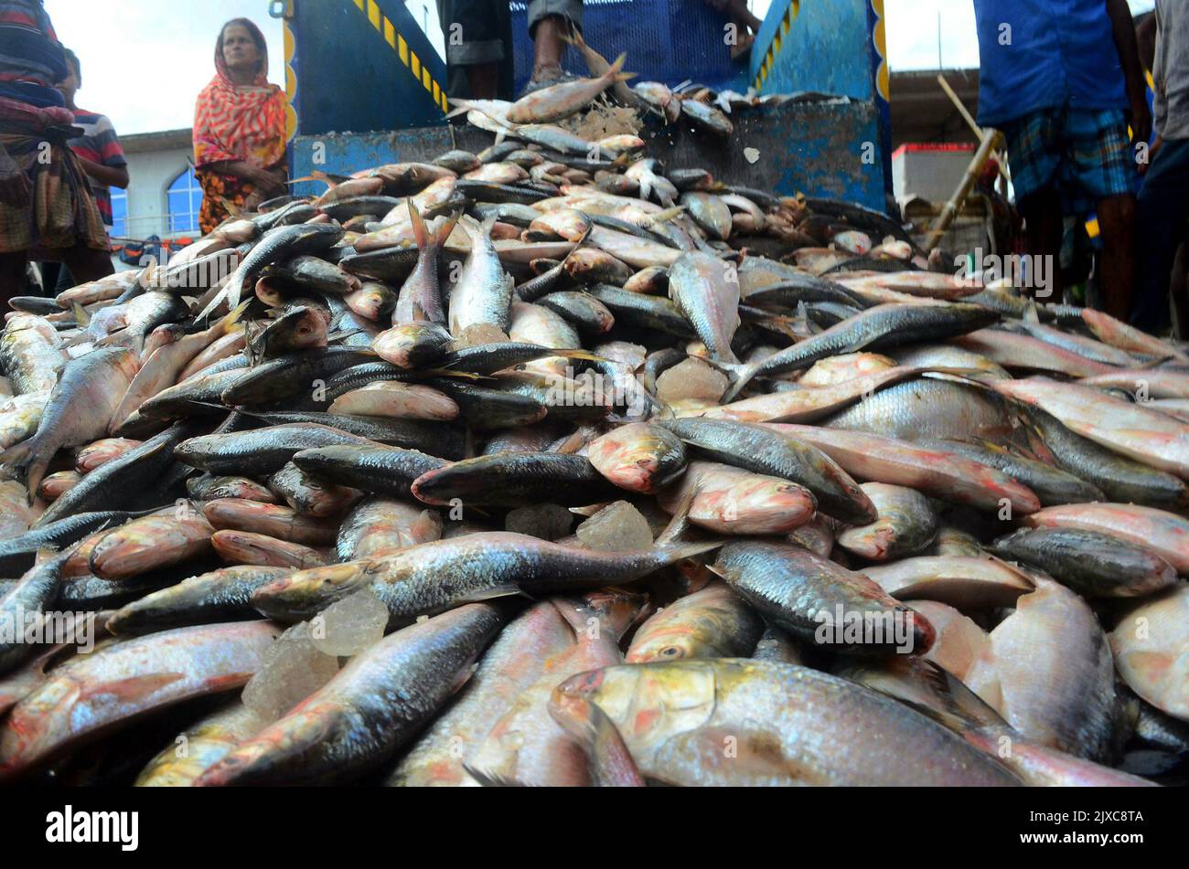 People process Hilsa fish at a fish landing station in Chattogram ...