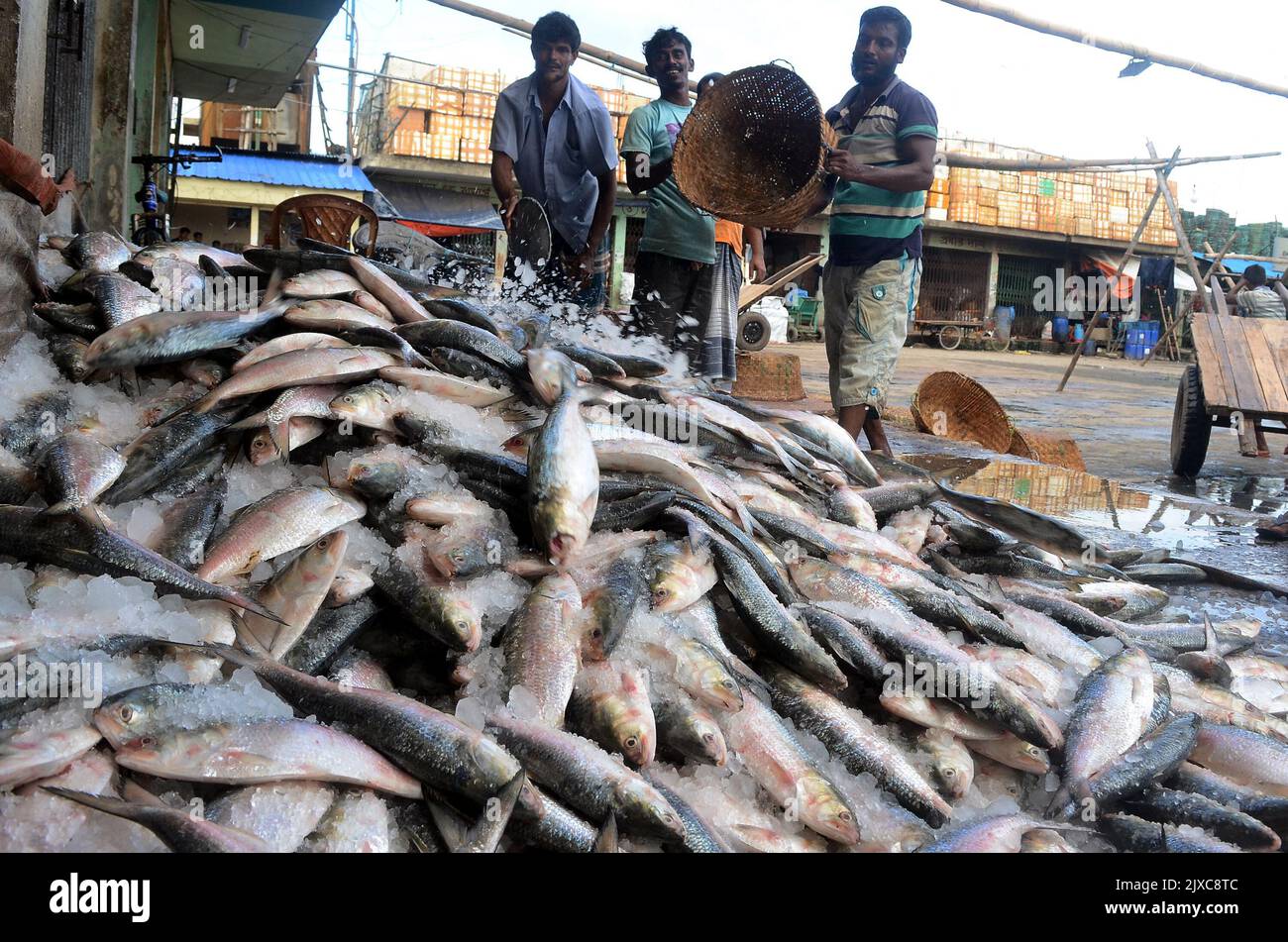 People process Hilsa fish at a fish landing station in Chattogram ...