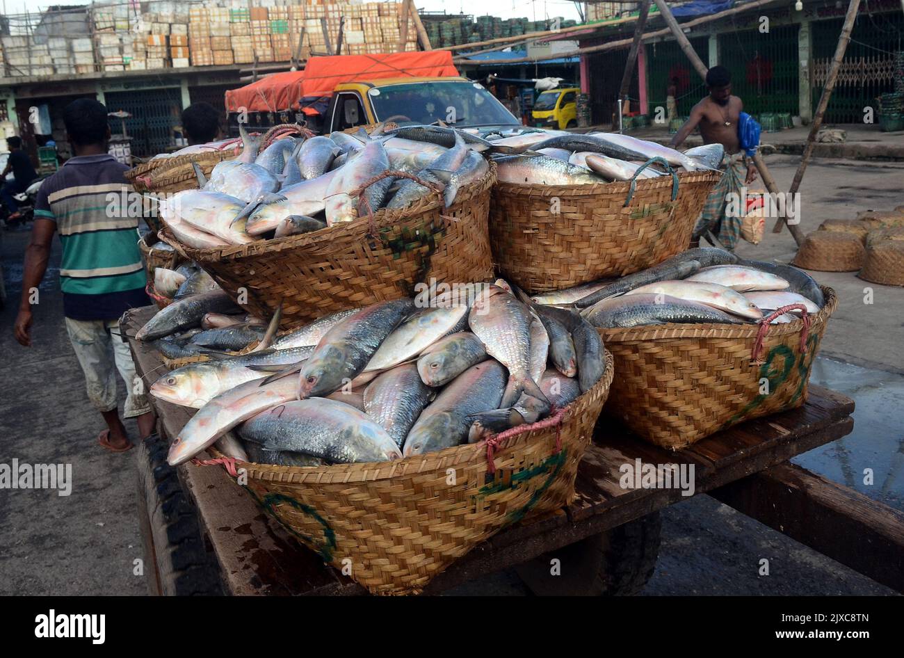 Hilsa breeding hi-res stock photography and images - Alamy
