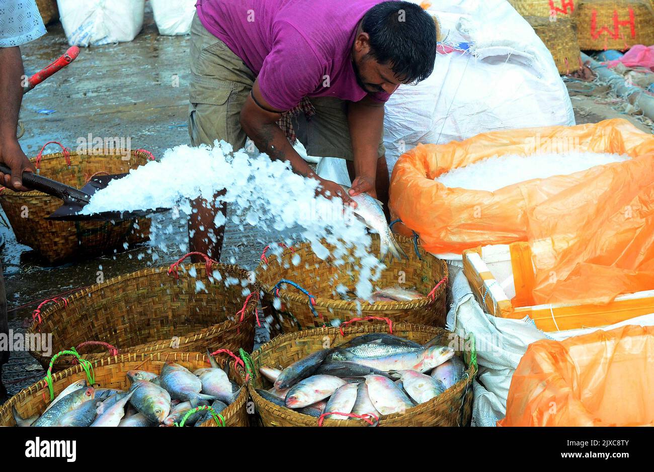 People process Hilsa fish at a fish landing station in Chattogram ...