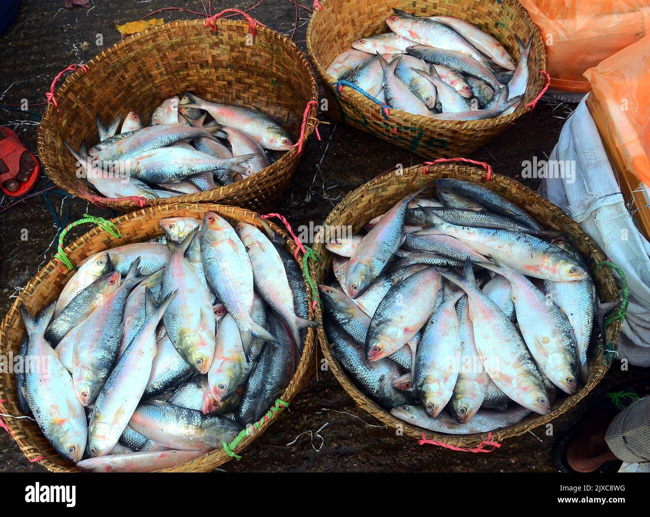 People process Hilsa fish at a fish landing station in Chattogram ...
