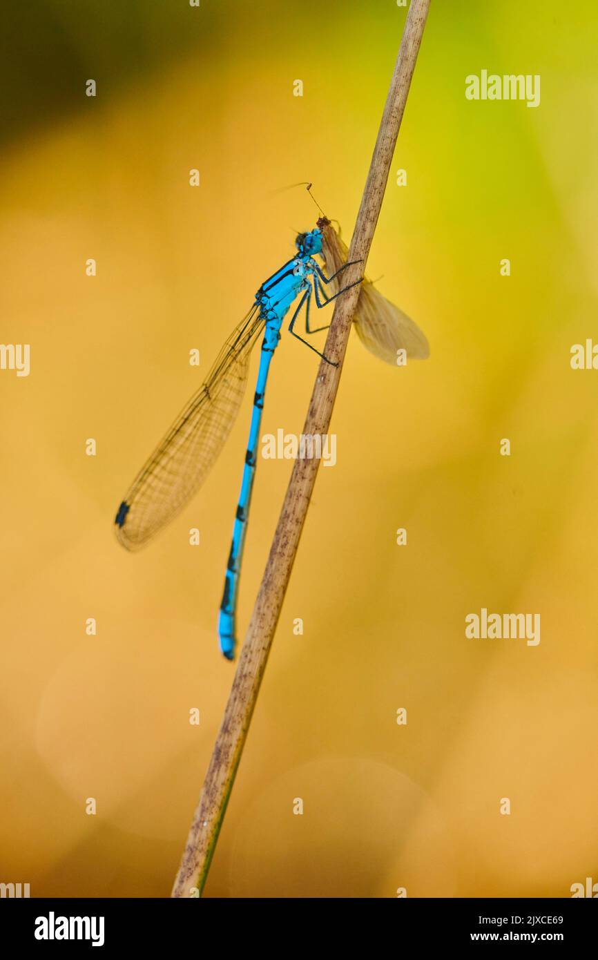 Common Coenagrion, Azure Damselfly (Coenagrion puella). Male on grass ...