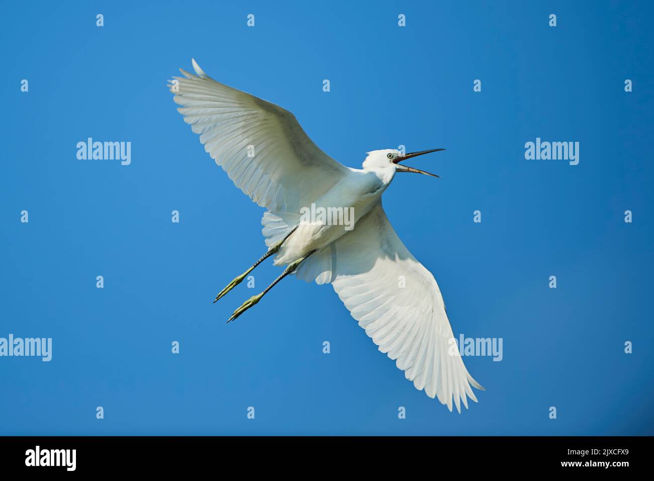 Little Egret (Egretta garzetta) in flight while calling. France Stock ...