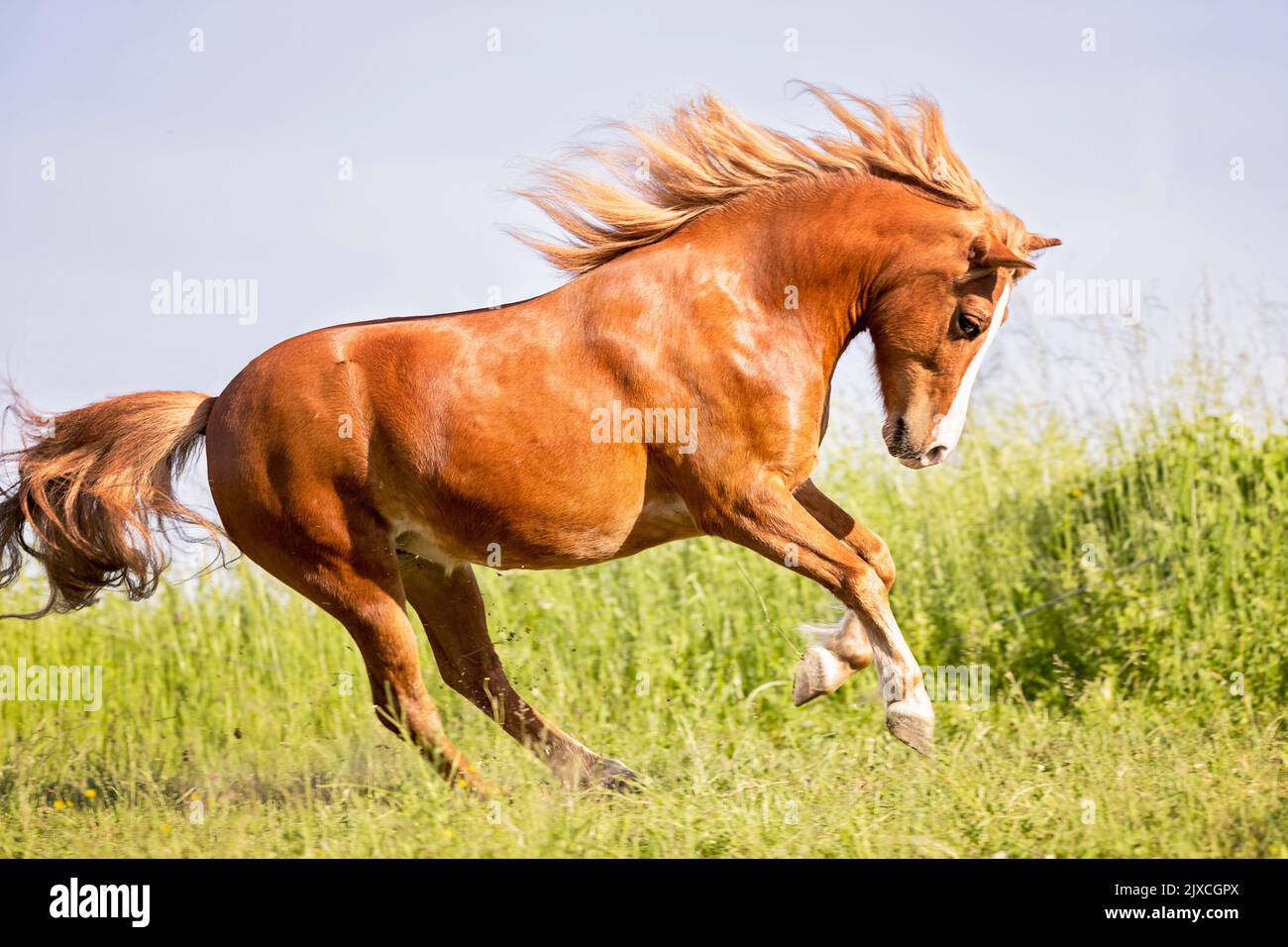 Welsh Pony (Section C). Chestnut gelding bucking on a meadow. Germany ...