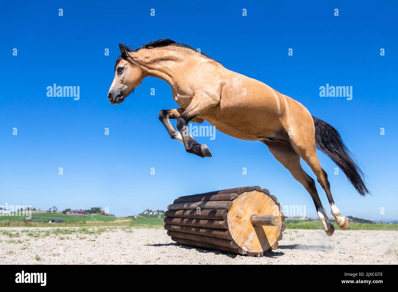 Welsh Pony (Section B). Dun gelding jumping over an obstacle, portrait ...
