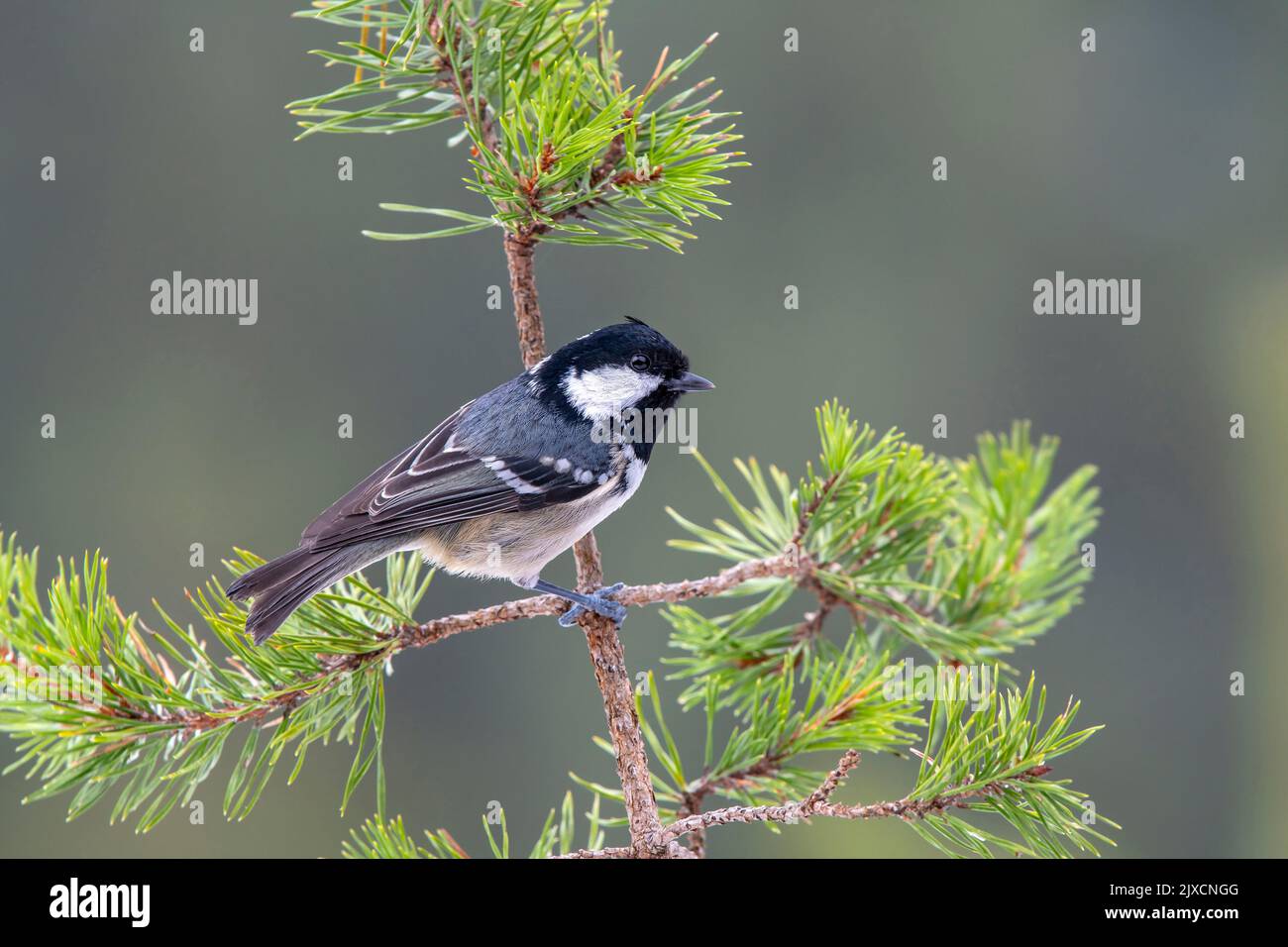 Coal Tit (Periparus ater, Parus ater) perched on a pine twig. Austria ...