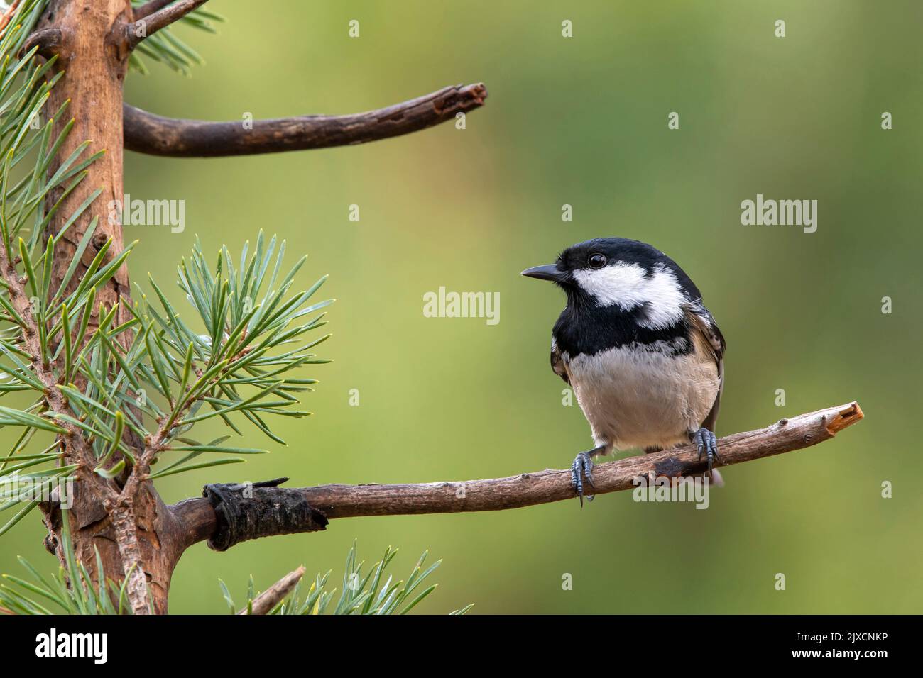 Coal Tit (Periparus ater, Parus ater) perched on a twig. Austria Stock ...