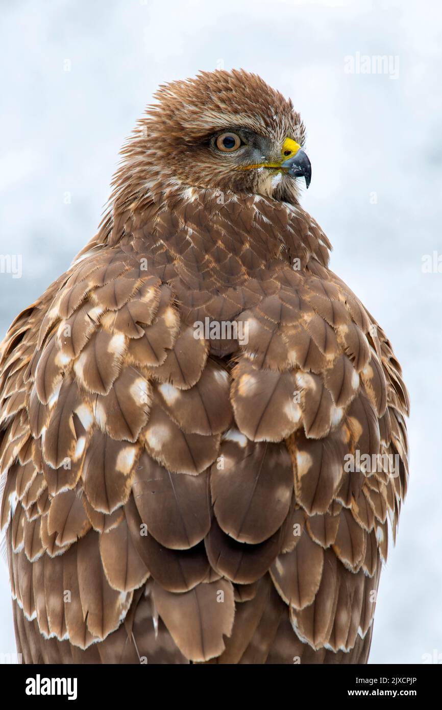 Buzzard (Buteo buteo). Portrait of adult bird in wintr Austria Stock ...