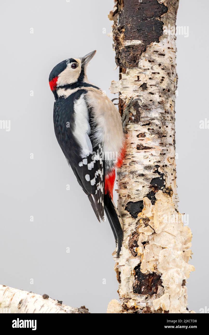 Great Spotted Woodpecker (Picoides major, Dendrocopos major) on Birch ...