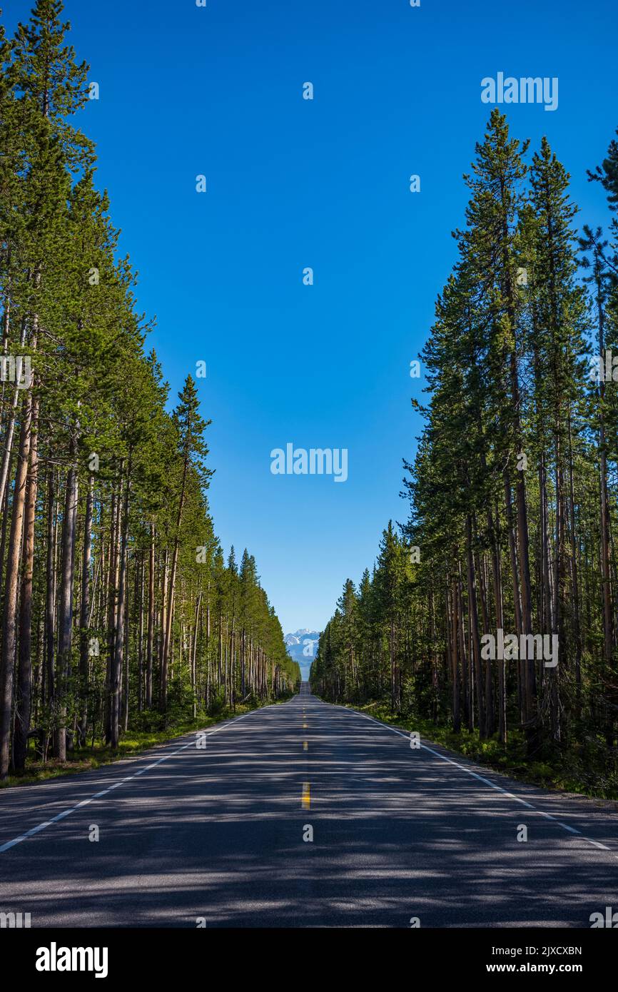 Pine trees that border both sides of a two-lane country road at ...