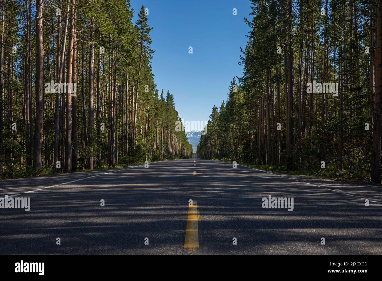 Pine trees that border both sides of a two-lane country road at ...