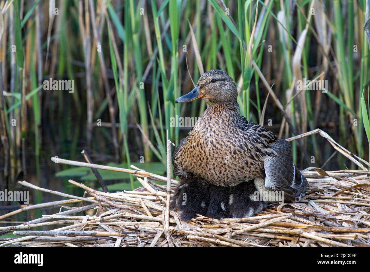 Mallard (Anas platyrhynchos). Mother brooding ducklings on nest ...