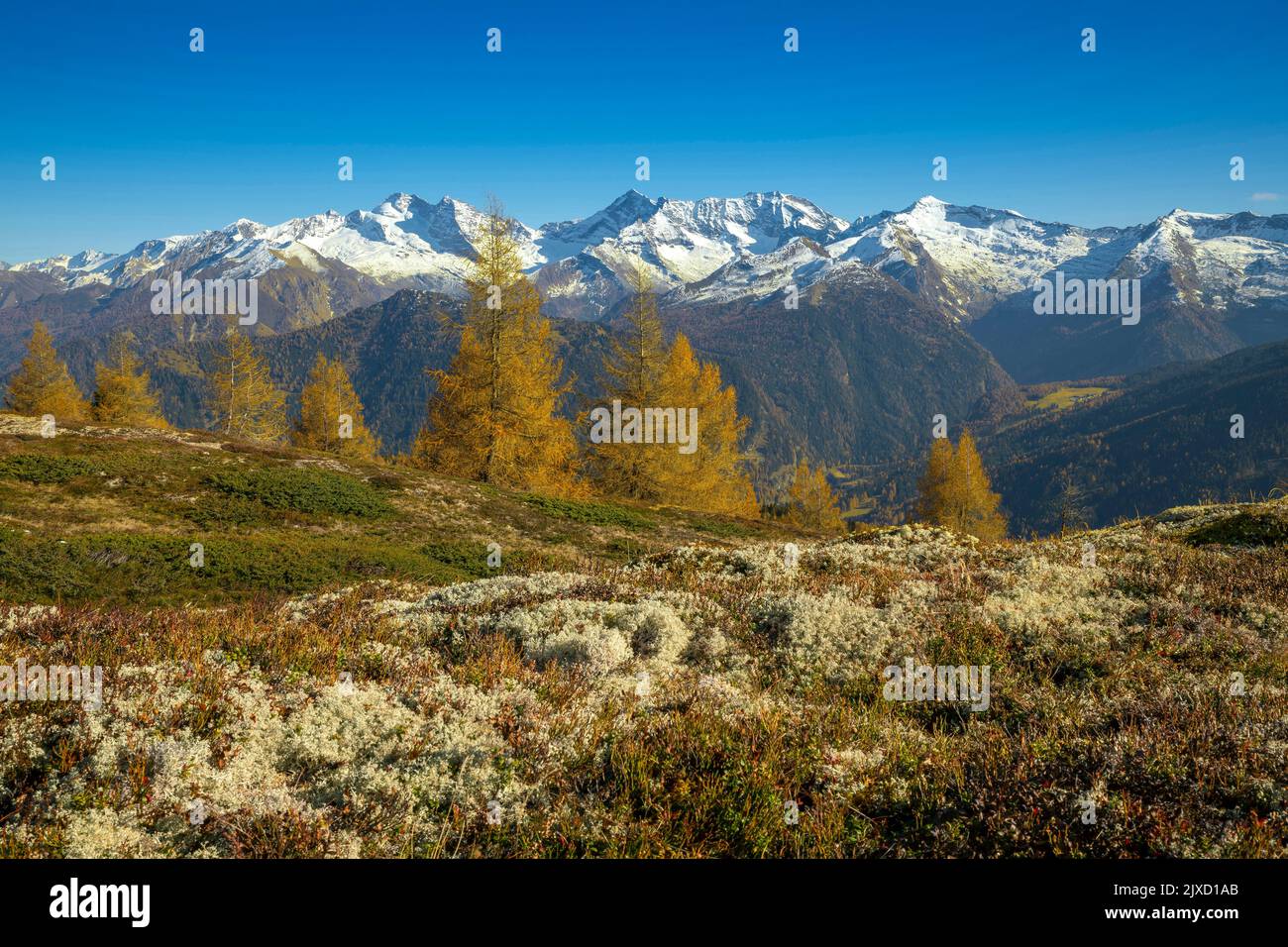 Meadows with larch trees in autumn. In the background the peaks Olperer ...