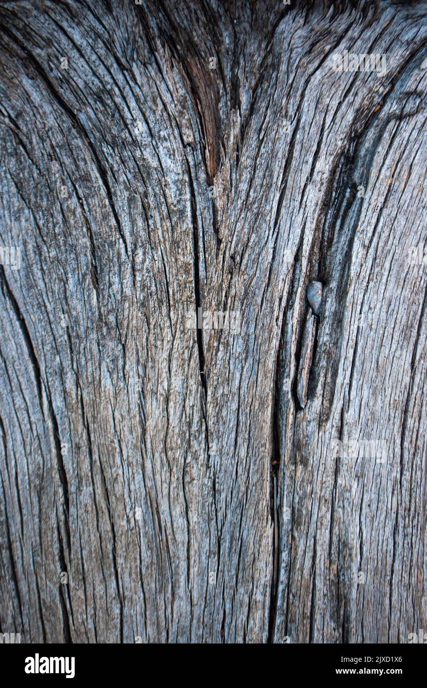 Closeup texture of tree bark. Pattern of natural tree bark background ...