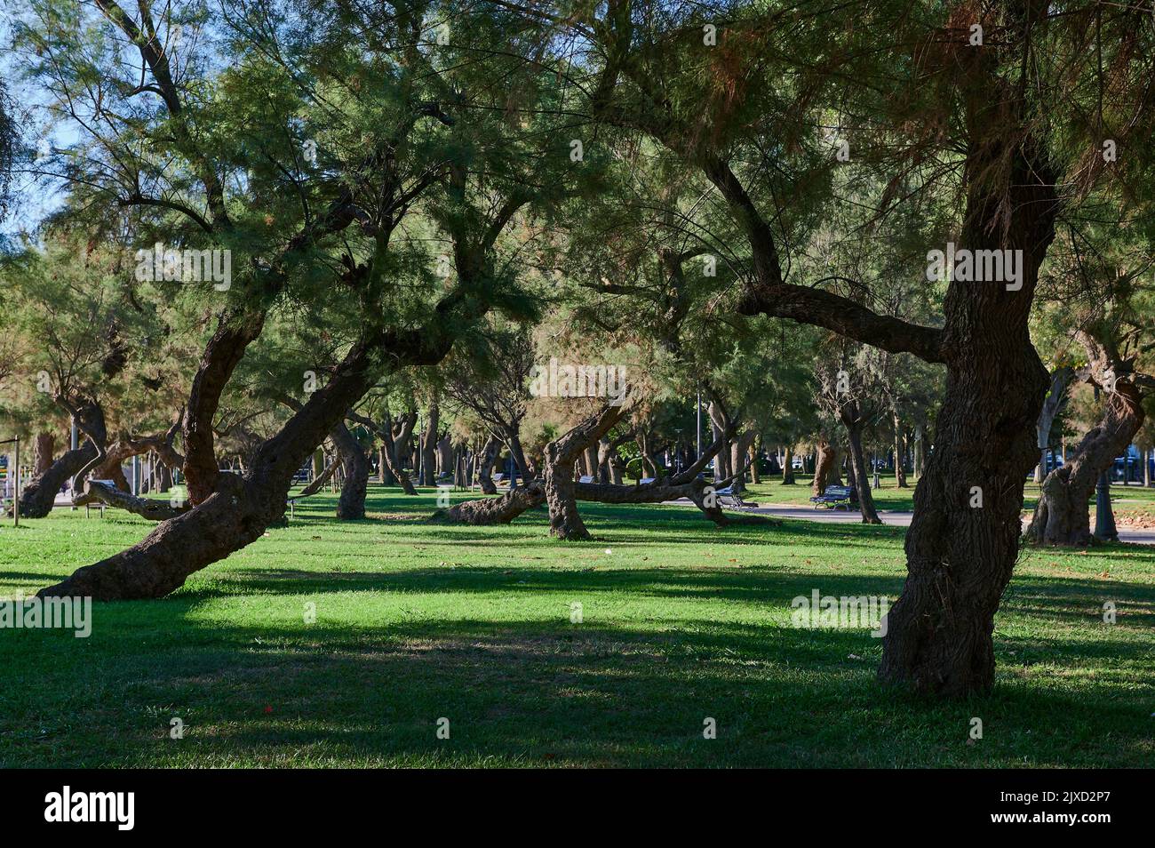 Tamarises trees in Mesones park, Santander, Spain, Europe Stock Photo ...