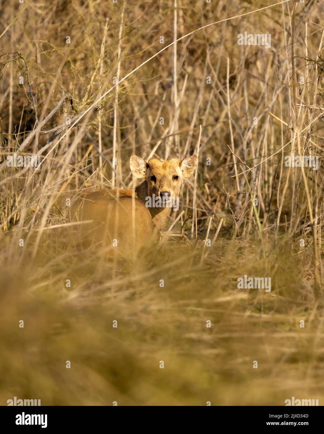 Indian hog deer or Axis porcinus portrait with eye contact at dhikala ...