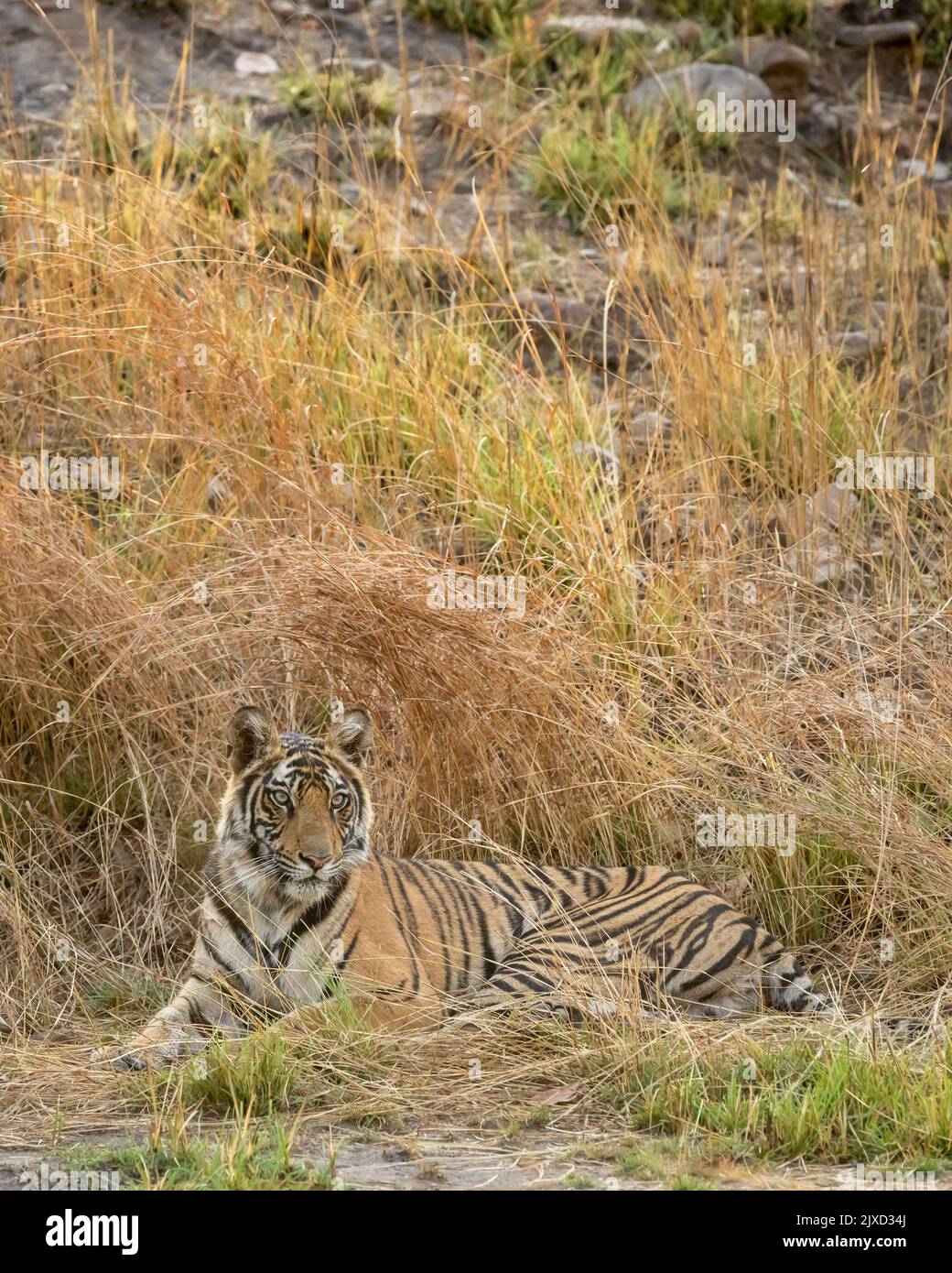 Indian wild sub-adult bengal female tiger or panthera tigris tigris ...
