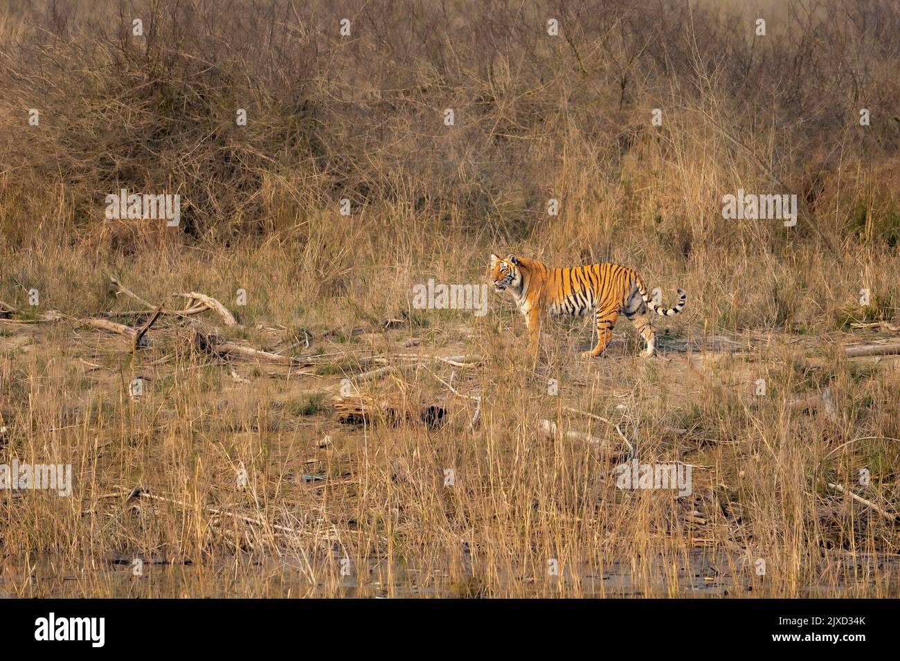 wild female bengal tiger stalking in grassland of dhikala zone jim ...