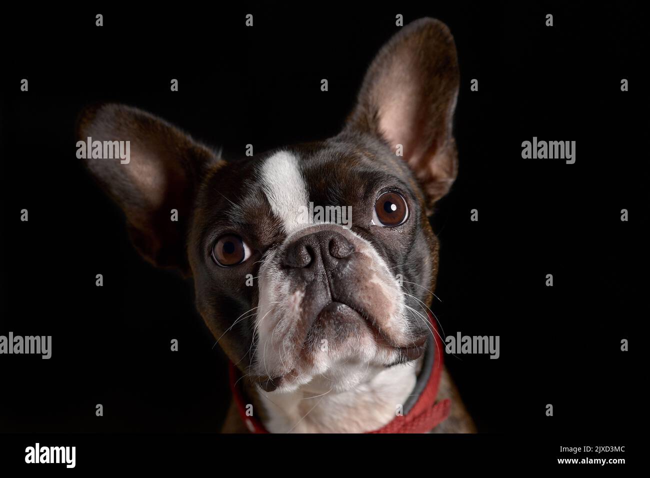 Closeup portrait of beautiful boston terrier pure breed blankspace ...
