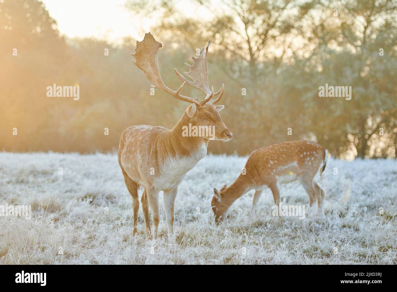 Fallow Deer (Cervus dama, Dama dama). Couple on an icy meadow during ...