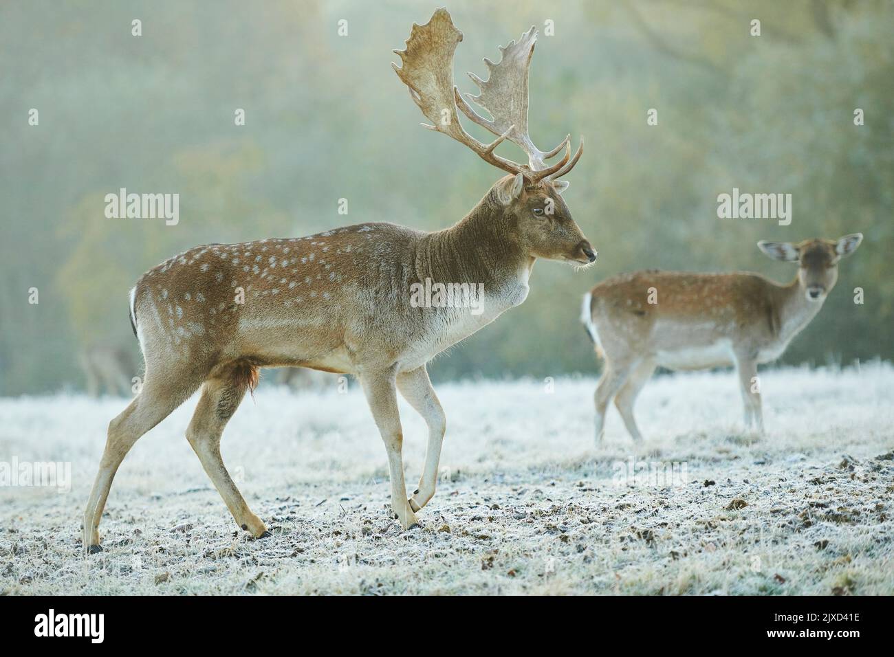 Fallow Deer (Cervus dama, Dama dama). Couple on an icy meadow during ...