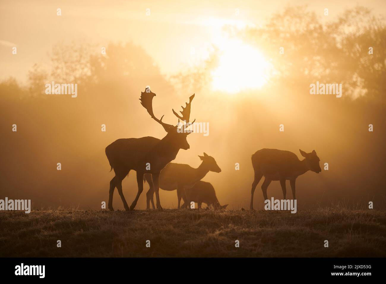 Deer on meadow against autumn hi-res stock photography and images - Alamy