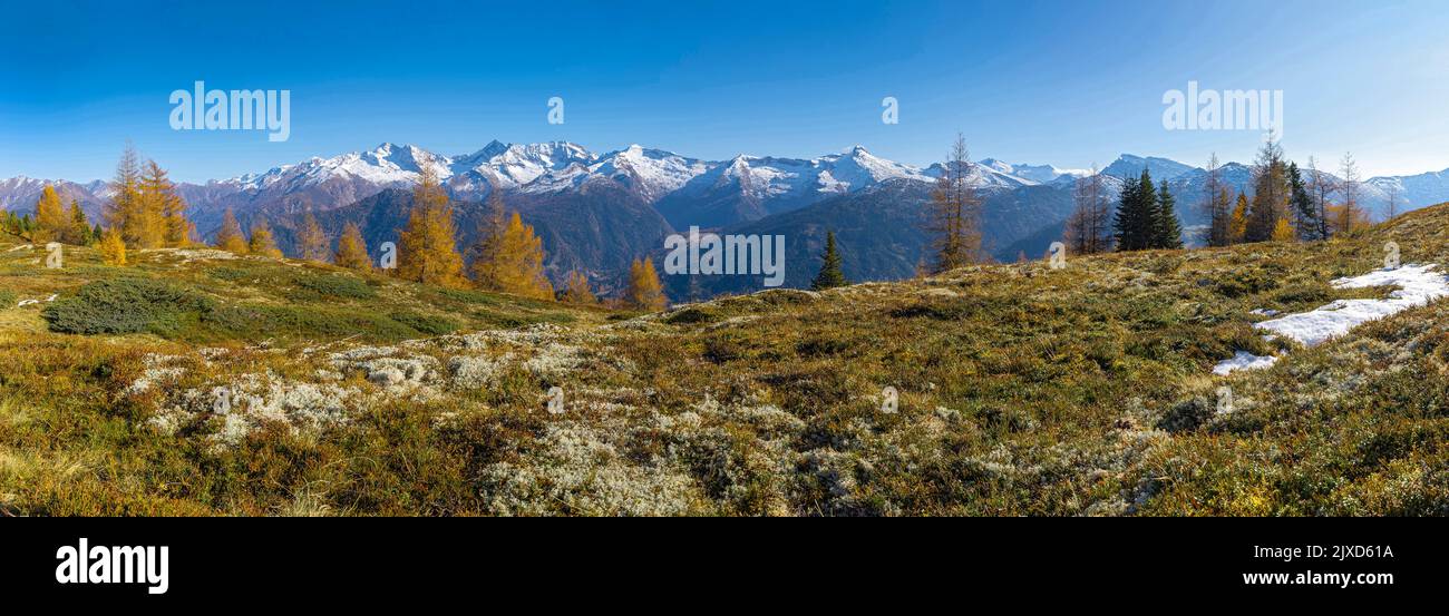 Meadows with larch trees in autumn. In the background the peaks Olperer ...