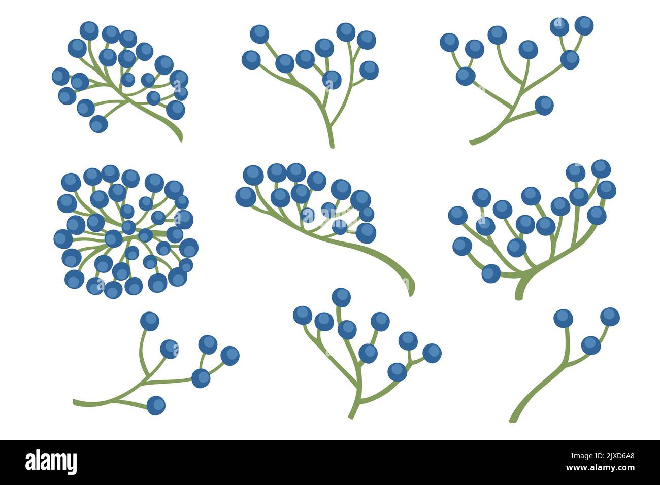 Blue wild berries with green stem vector illustration of forest berry ...