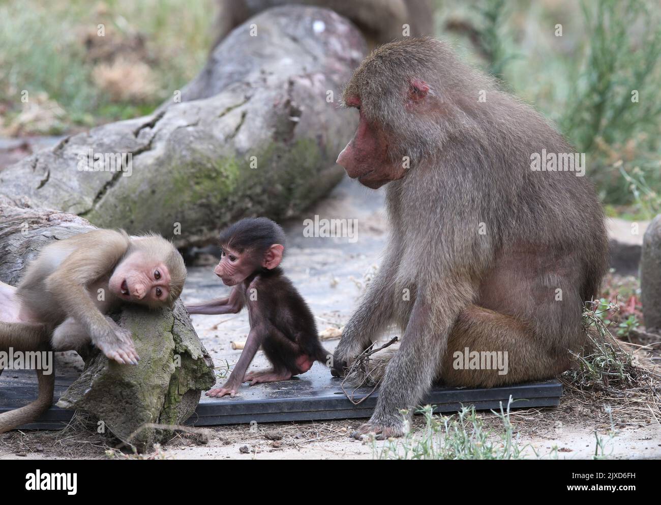 Gana the baby baboon, pictured with mother Grace, is the latest ...