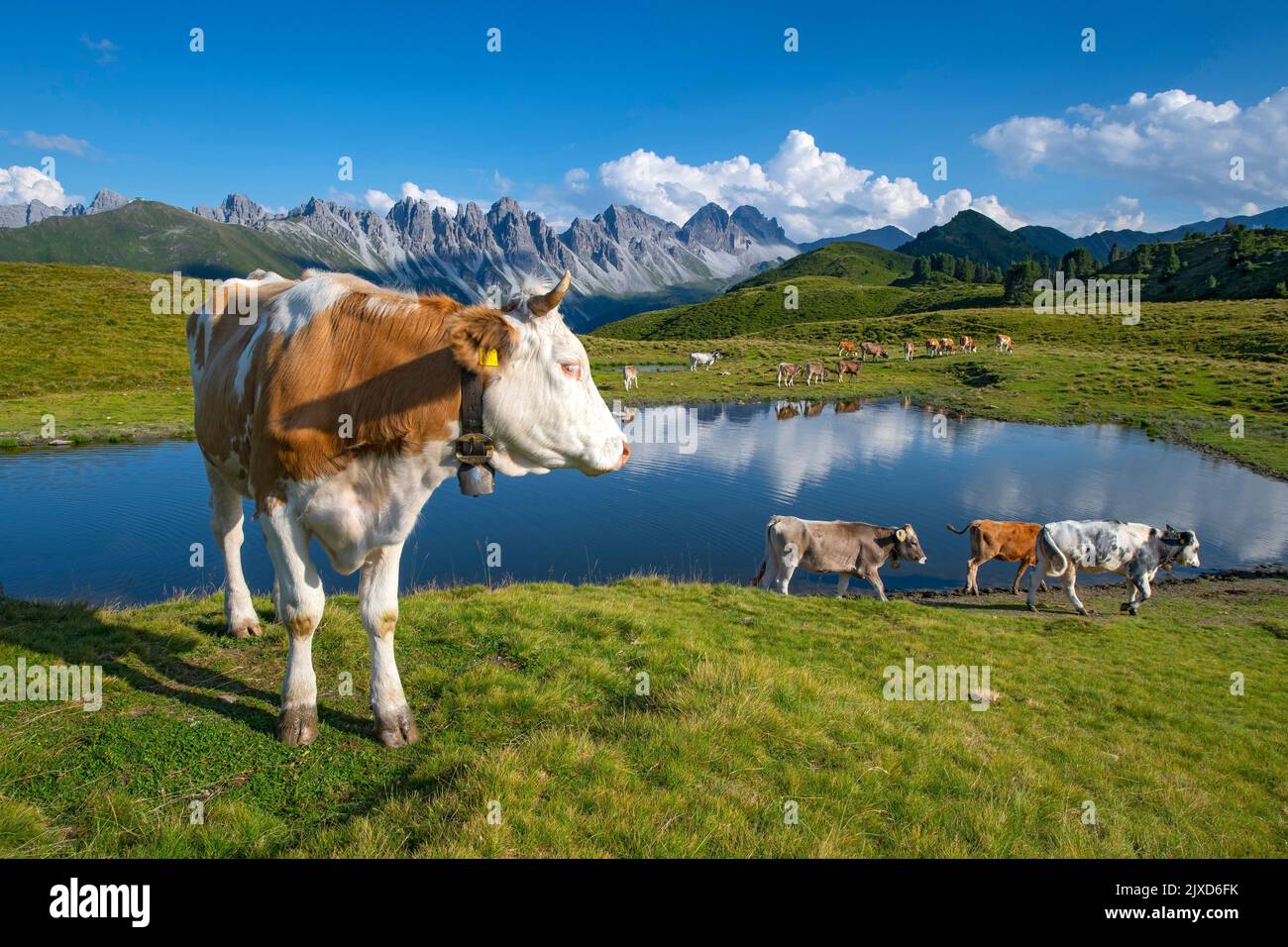 Tyrol Fleckvieh cows on a mountain pasture at lake Salfeinsee. Stubaier ...