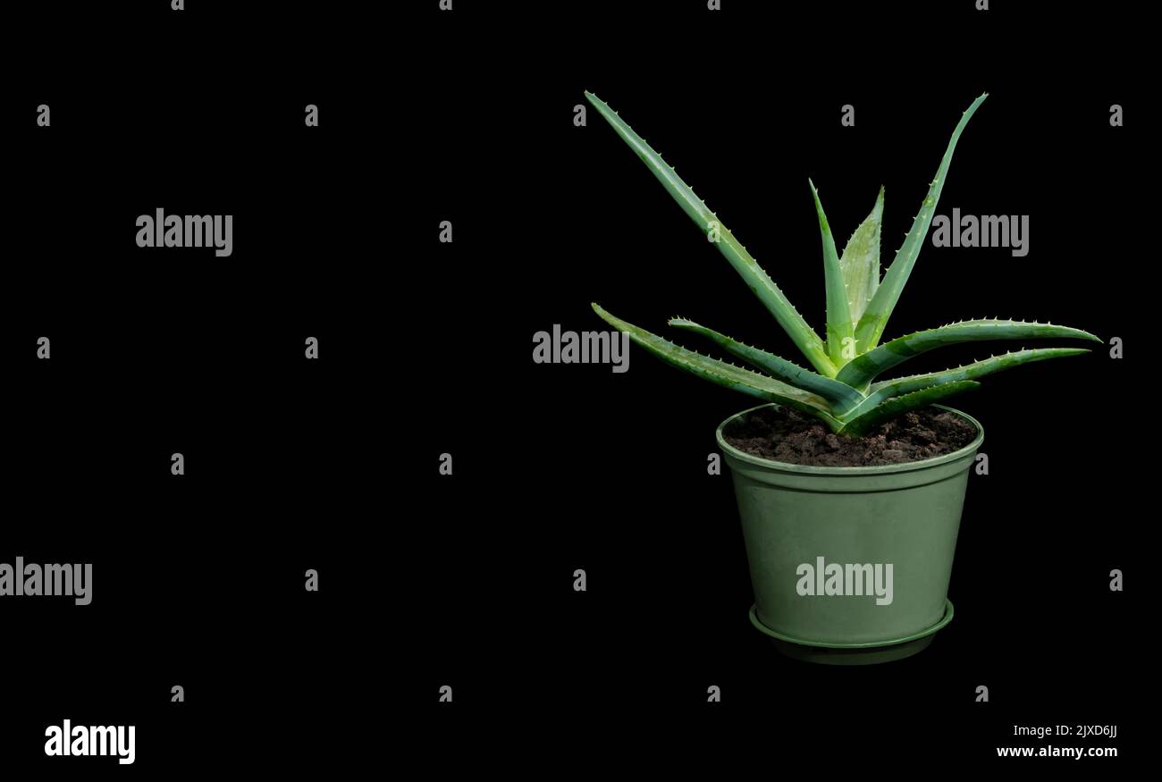 Image of aloe medicinal plant in pot on black background Stock Photo ...