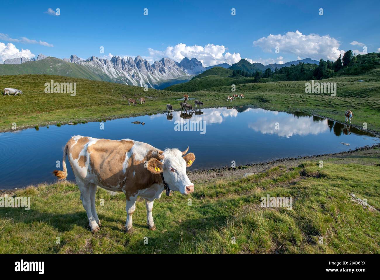 Tyrol Fleckvieh cows on a mountain pasture at lake Salfeinsee. Stubaier ...