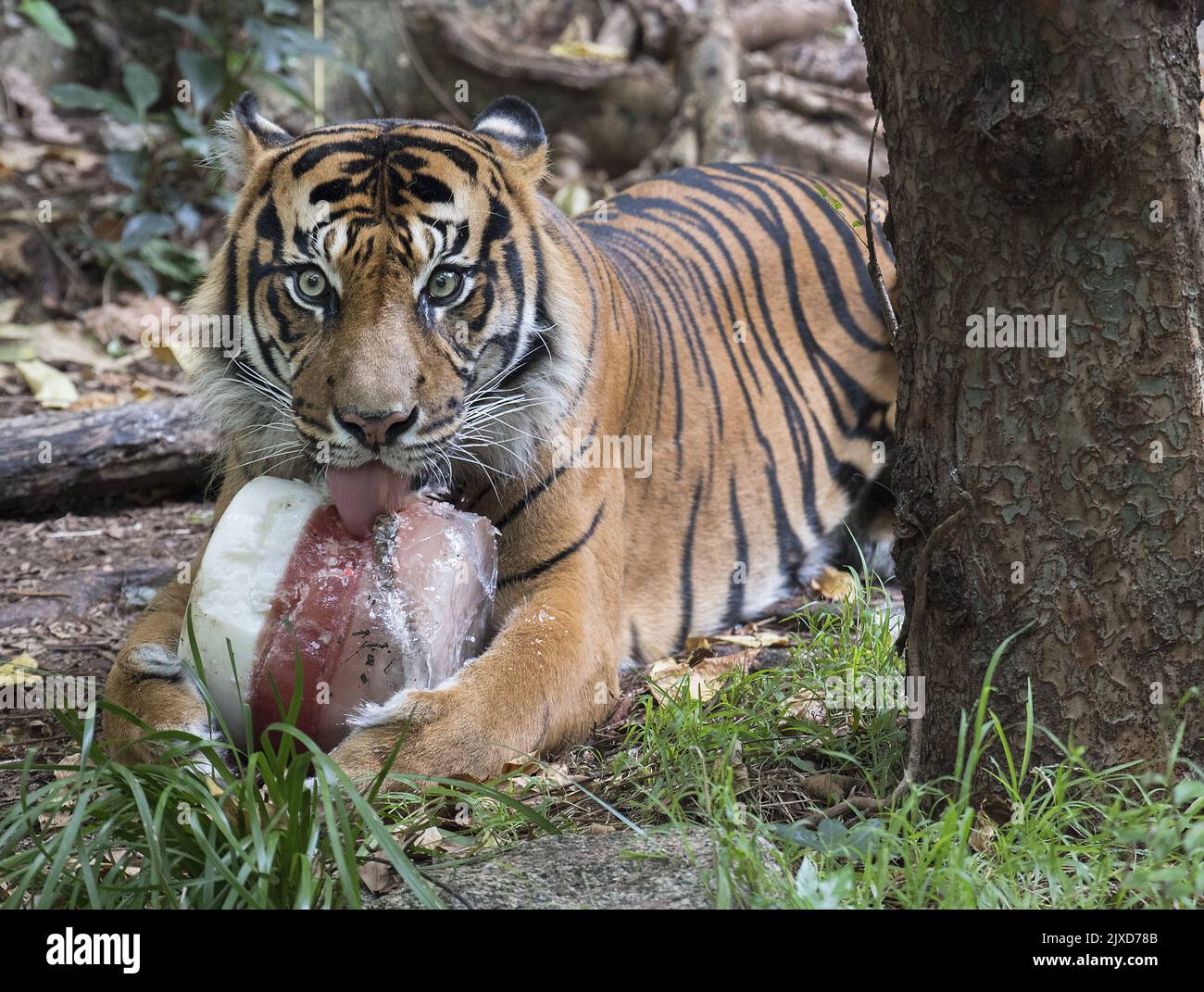 Hutan the tiger is seen enjoying an ice cake made of treats such as ...